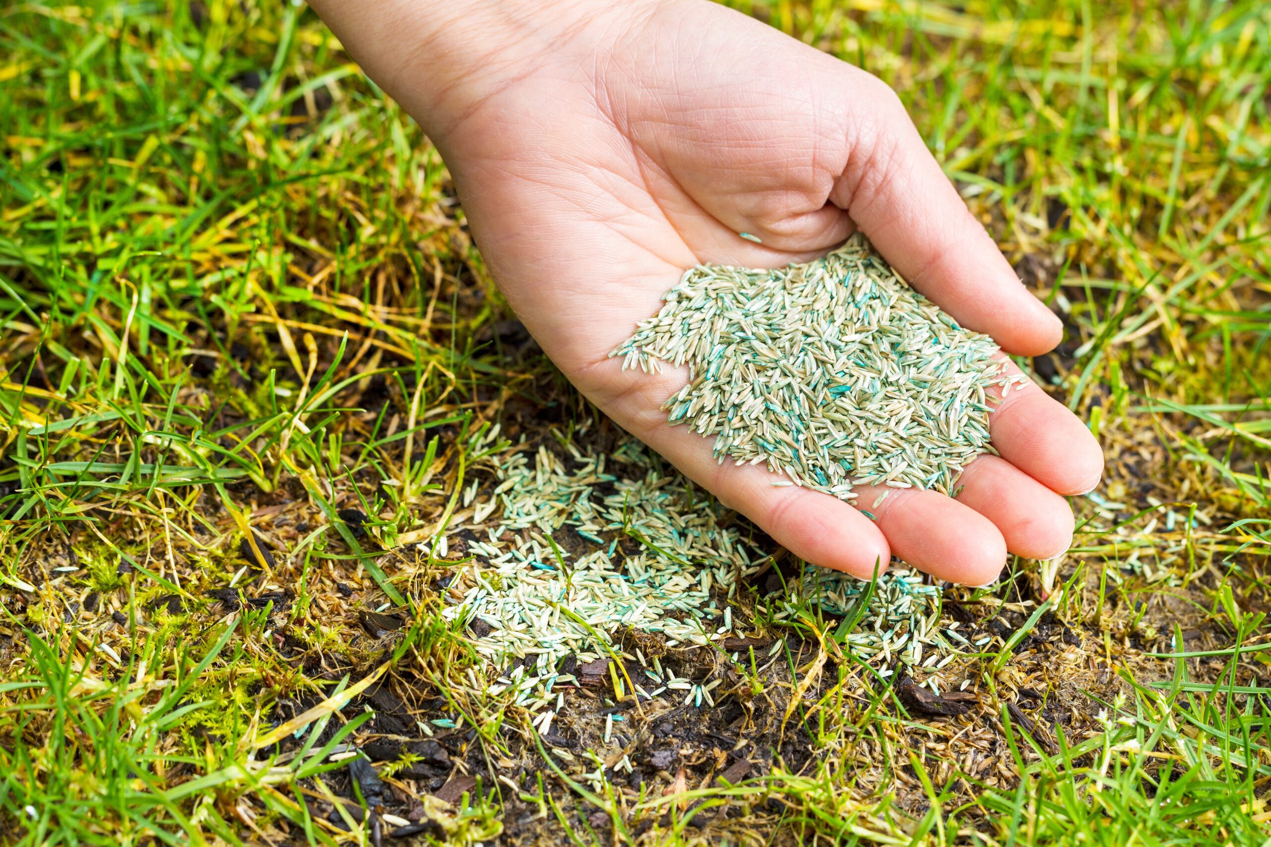 Reseeding grass store