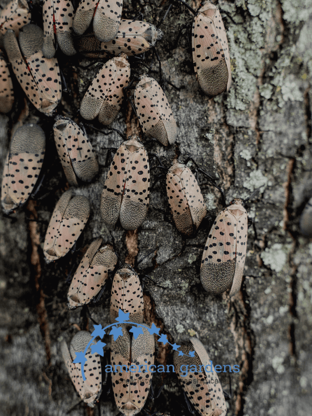 Spotted Lanternflies: What Are They? | American Gardens LLC