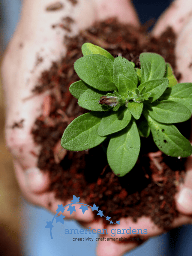 First Plants To Bloom In Spring | American Gardens LLC